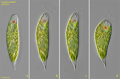 Euglena Sociabilis Real Micro Life Euglena Sociabilis Real Micro Life