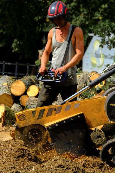 Gallery Of Our Work Total Tree Care Horsham