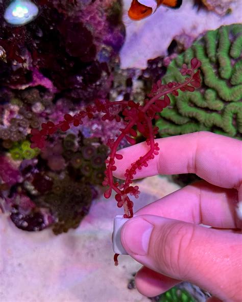 Dannys Check Out This New Species Of Macroalgae I Bought This Week