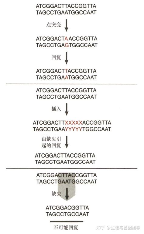 基因组学系列1：碱基突变的关键概念 知乎