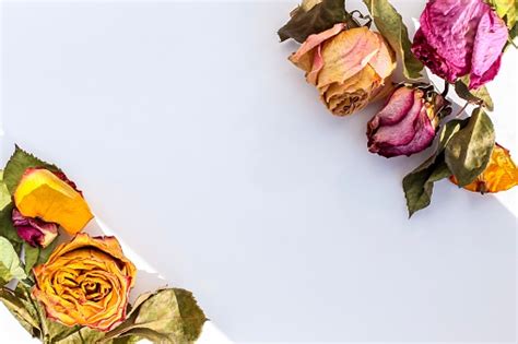 장미 꽃잎 햇빛과 그림자와 흰색 종이 배경에 잎의 건조 싹을 마련의 프레임 플랫 평설 축제 꽃 의 플로럴 Сoncept 의 휴일 인사말 카드 공간을 복사합니다 가을에 대한