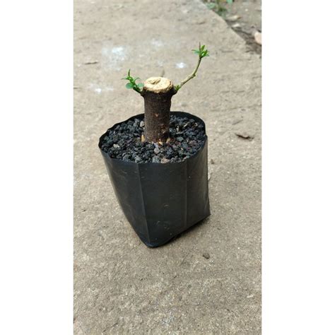 Jual Tanaman Hias Bahan Bonsai Anting Putri Batang Sedang Shopee Indonesia