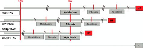 Hypothetic Model Female Sex And ERb Influence The Progression From Download Scientific Diagram