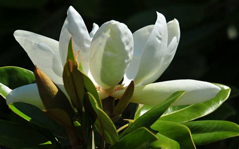 GREEN DESIGN: Магнолия крупноцветковая -Magnolia grandiflora