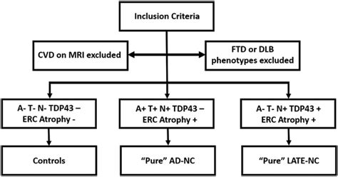A Schematic Summarizing The Potential Implications Of Our Results For Download Scientific