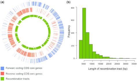Recombination In Streptococcus Mutans A The Inferred Distribution Of Download Scientific
