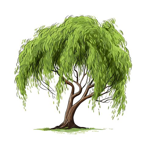 Premium Vector Hand Drawn Flat Color Willow Tree Illustration