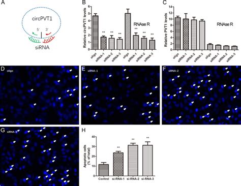 Silencing Circ Pvt1 Subsequently Decreased Cell Survival A The Target Download Scientific