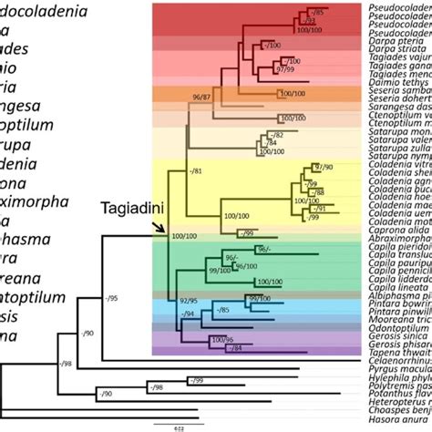Primer Sequences And Amplicon Lengths Of Pcr Products Of Target Genes Download Scientific Diagram