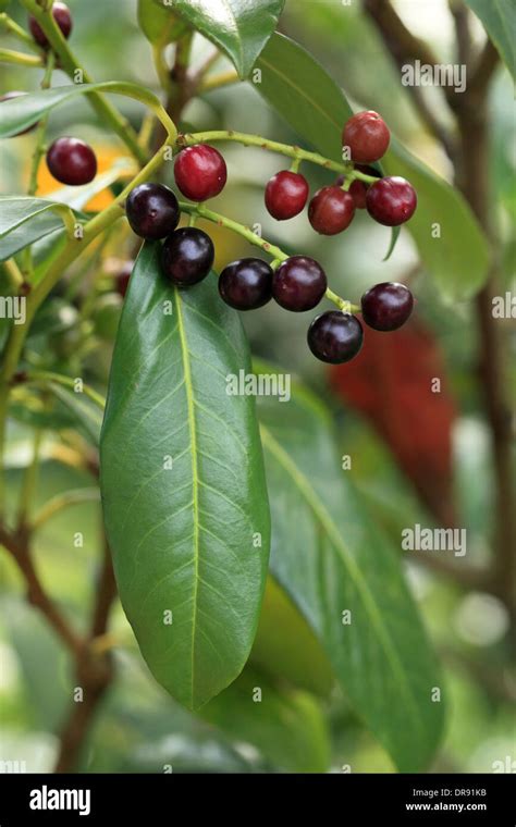 Cherry Laurel Berries