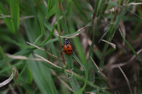 Ladybug Insect Ladybird Beetle Free Photo On Pixabay Pixabay