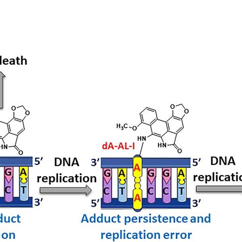 Reactive Sites For Adduction And Oxidative Damage In DNA Reprinted Download Scientific Diagram