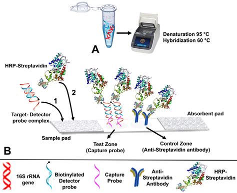An Enzymatic Paper Based Biosensor For Ultrasensitive Detection Of Dna