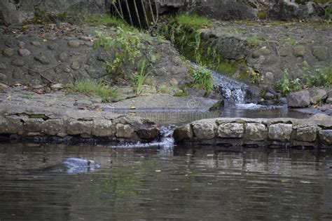 Gray Seal Also Known As Grey Seal Resting In Natural Habitat Stock