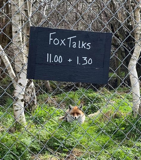 Yay Foxxo Talks R Yayfoxxo