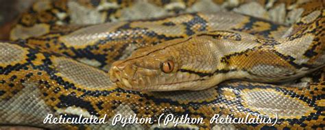 Reticulated Python Morph Chart A Visual Reference Of Charts Chart Master