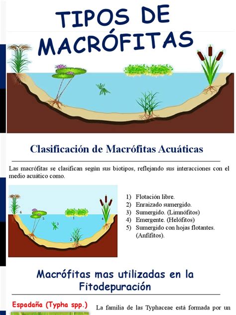 tipos y control de macrophytes pdf agua plantas