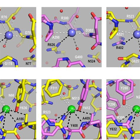 Chloride Ions Coordinate The Sc121 Nc1 Trimer Trimer Interface