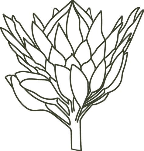 Pruning Your Protea Protea King