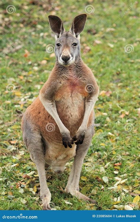 Red Kangaroo Standing