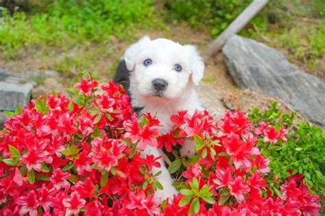 올드잉글리쉬쉽독분양 골든리트리버분양 대형견분양 큰개닷컴