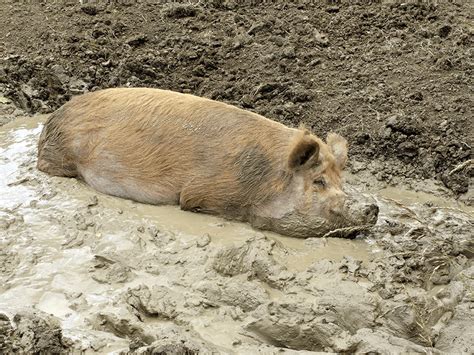 Wallow In It The Enlightened Rogue