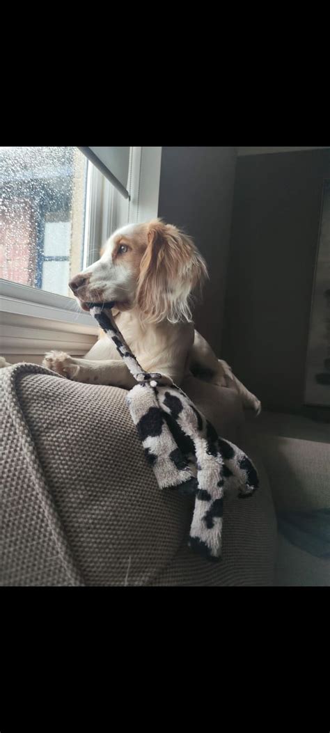 Cocker Spaniel Template Rpapercraft