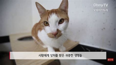 마산 애니멀 호더에게서 구조한 50여마리의 고양이들에게 손길을 내밀어주세요 곧 쉼터가 폐쇄되어 아이들이 갈 곳이 없습니다 인스티즈instiz 이슈 카테고리