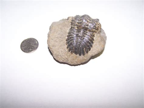 Large Trilobite Member Collections The Fossil Forum