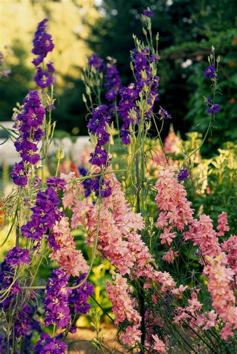 How To Plant And Grow Larkspur For The Dreamiest Flowers