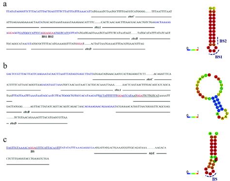 Overview Of Ehxcabd Ehec Hlycabd Upec And Hlye Ehec Operons