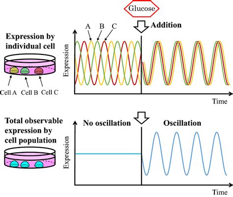 Schematic Diagram Of The Synchronization Model For The Observable