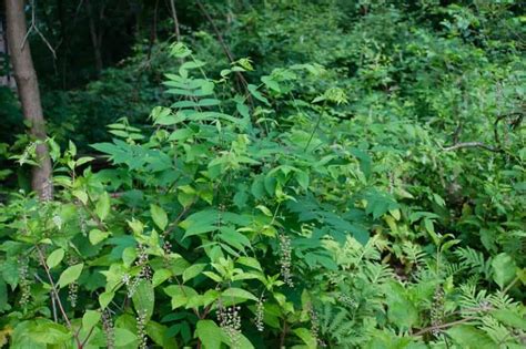 Edible Native Nut Trees That Grow In Virginia