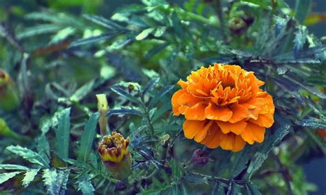 1 Бесплатные Genda Phool And Ноготки изображения Pixabay