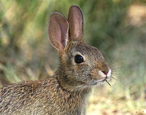 2007 Photograph Eastern Cottontail Rabbit Sylvilagus Floridanus