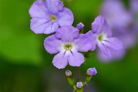 Golden Dewdrop Herb Golden Dewdrop Plant Care And Benefits Klbzw