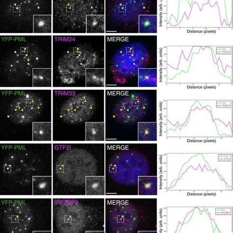 Sumo Dependent Interactors Of Pml Localize To Pml Nbs Confocal