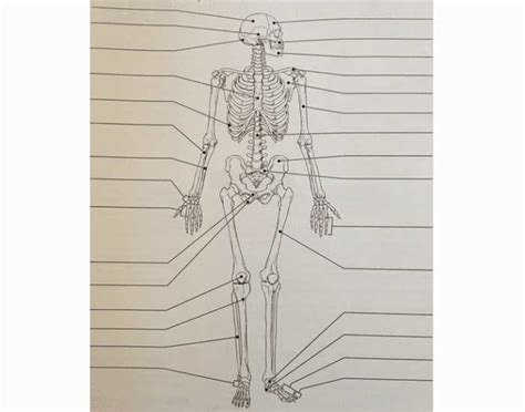 Mastering Exercise 10 The Appendicular Skeleton Review Sheet Answers Revealed