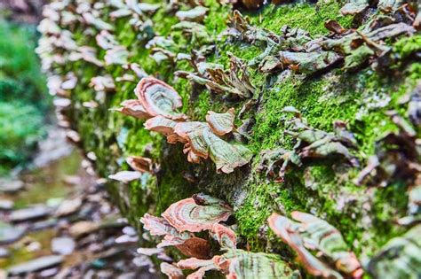 Premium Photo Image Of Shelf Fungus Growing On Mossy Tree Trunk