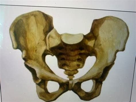 A P Lab Appendicular Skeleton Flashcards Quizlet