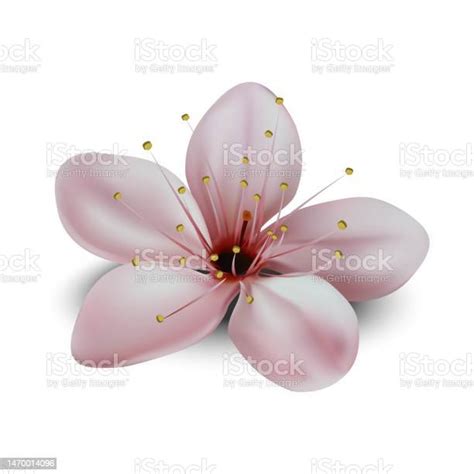 일본 사쿠라 꽃의 3d 현실적인 아이콘 그림 흰색 배경에 격리 0명에 대한 스톡 벡터 아트 및 기타 이미지 0명 개화기 계절 Istock