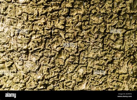 Brown Green Tree Bark Texture Twisted Bark Pattern Texture And Backgrounds Stock Photo Alamy