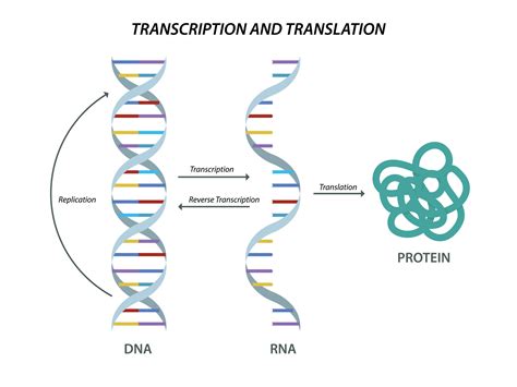 Dna Vs Rna Table At Richard Jett Blog
