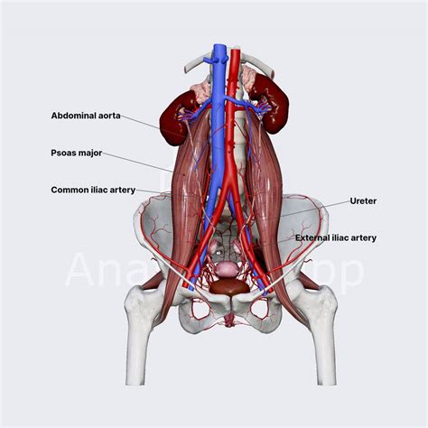 Common Iliac Artery Female Pelvis Anatomy App