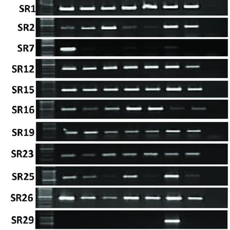 Q Pcr Amplification Plot From A 10 Fold Serial Dilution Of The Plasmid