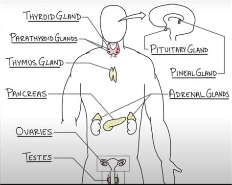 Endocrine System Flashcards Quizlet