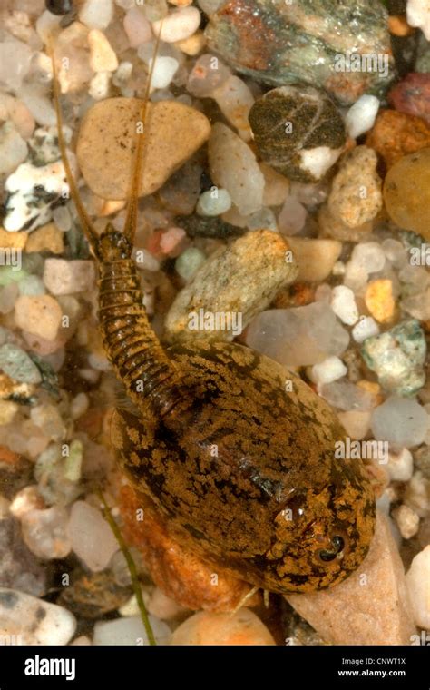 Arctic Tadpole Shrimp Lepidurus Arcticus Female On The Ground