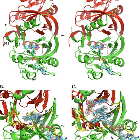 kinetic properties of tftd and tftd h289a k m k cat k cat k m m s 1 m