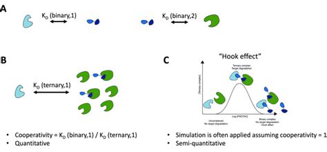 Evaluating Biophysical Assays For Characterizing Protacs Ternary Complexes Video Jove