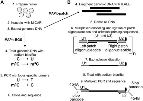 Multiplex Mapping Of Chromatin Accessibility And Dna Methylation Within Targeted Single